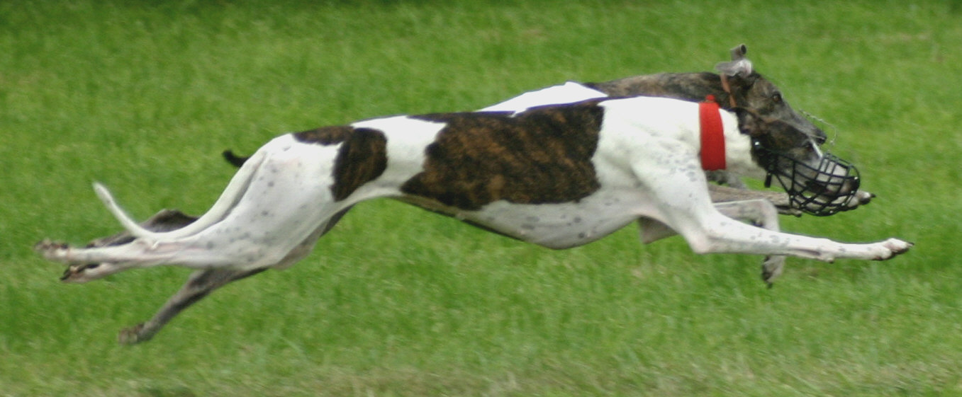‘Behold the perfect canine running machine, the Greyhound’ - o ...